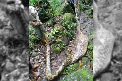 Warga Maros Temukan Ular Piton Sepanjang 7 Meter Dengan Perut Buncit