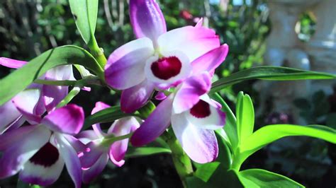 Características e cultivo da Orquídea Olho de boneca Dendrobium nobile