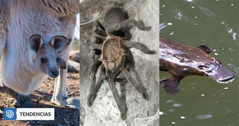 Megafauna en Australia Por qué las arañas son tan grandes y los