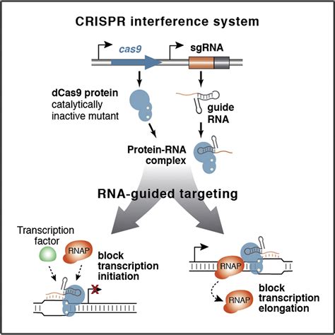 Repurposing CRISPR As An RNA Guided Platform For Sequence Specific