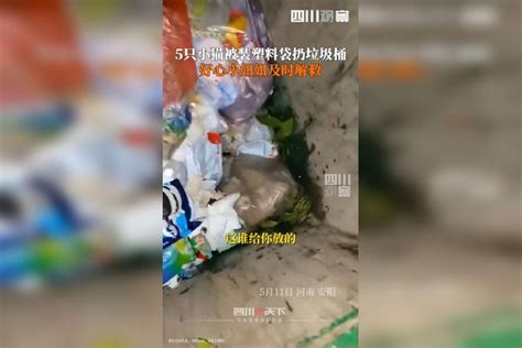 5只小猫被装塑料袋扔进垃圾桶 好心女孩听到动静将它们救出 好心 垃圾桶 被装