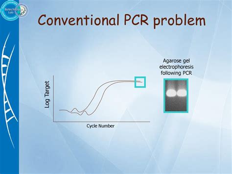 What Are The Three Basic Steps Of Conventional PCR 57 OFF