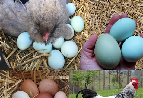 Conozca las 9 mejores razas de gallinas para la producción de huevos