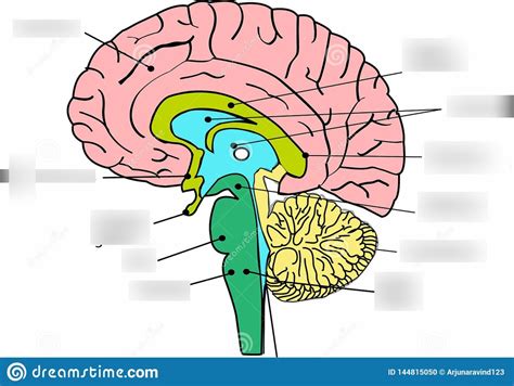 A P Mid Sagittal Section Brain Diagram Diagram Quizlet