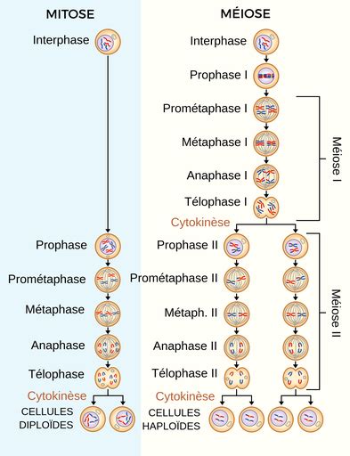 Comparaison de la mitose et de la méiose Labster Theory