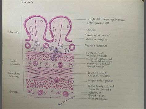 Large Intestine Histology Large Intestine Histology Slide The Best