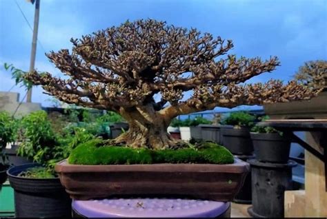 Pin Oleh Bagus Wijaya Di Bonsai Insp 2021