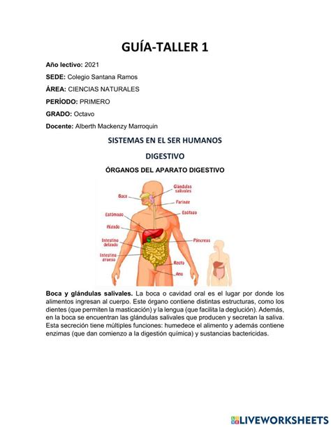 An Image Of The Human Body And Its Organ Systems Including The Livers