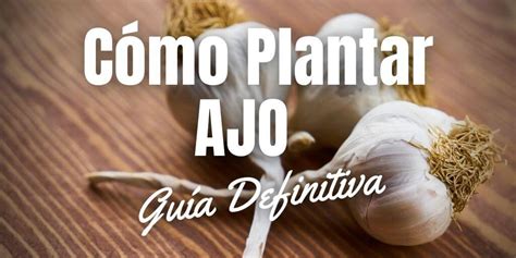 Aprende cómo cultivar ajos sin semillas una guía paso a paso
