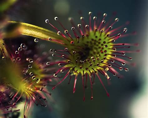 Tanaman Bunga Bunga Alam Foto Gratis Di Pixabay Pixabay