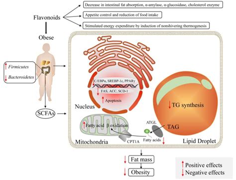 The Main Mechanisms Of Anti Obesity Of Flavonoids Through Modulating