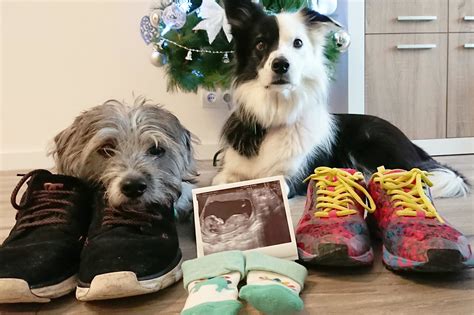 Cómo saber si mi perra Boxer está embarazada Vimar Alfambra