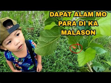 Update Sa Saging At Iba Pang Pananim Kay Kaingin Youtube
