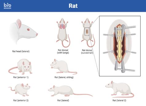 Icon Pack Rat BioRender Science Templates