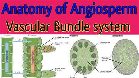 Plant Tissue Vascular