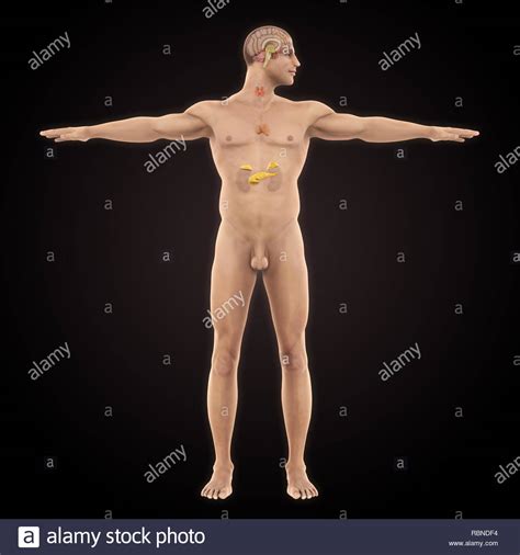 Endocrine System Hi Res Stock Photography And Images Alamy