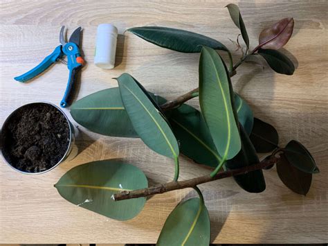 Bouturage Du Caoutchouc Guide Facile En Tapes Caboucadin