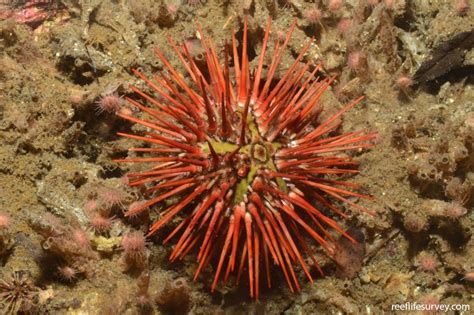 Arbacia Dufresnii Naked Green Sea Urchin Reef Life Survey
