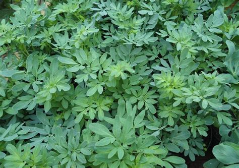 Conoce Las Propiedades Medicinales Y Curativas De La Ruda Una De Las