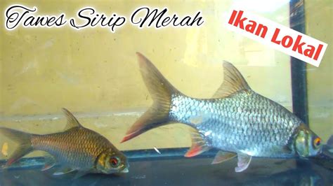 Ikan Tawes Sirip Merah Bader Beles Ikan Asli Indonesia YouTube