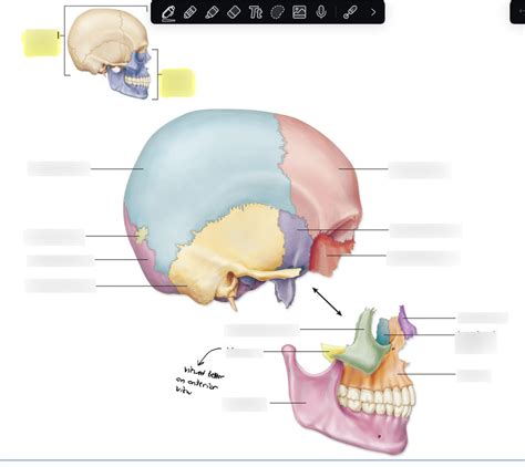 Cranial And Facial Bones Diagram Quizlet