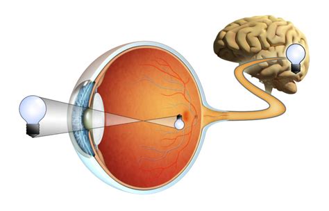 Optometria in Foco Funcionamento da visão