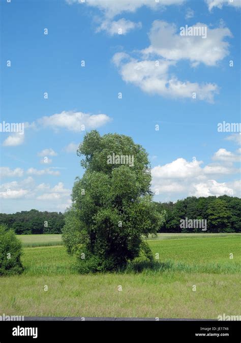 baum feld felder acker sommer baum bäume busch büsche