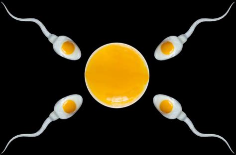 Mengenal Oogenesis Proses Pembentukan Sel Telur Wanita