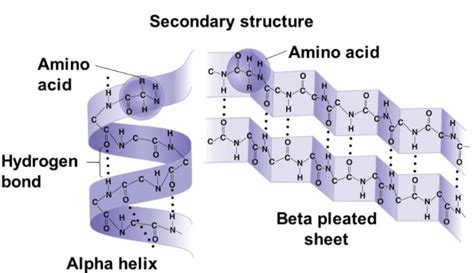 Alpha Helix And Beta Sheet