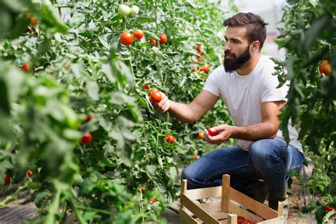 Beneficios Ambientales De Consumir Productos Ecol Gicos
