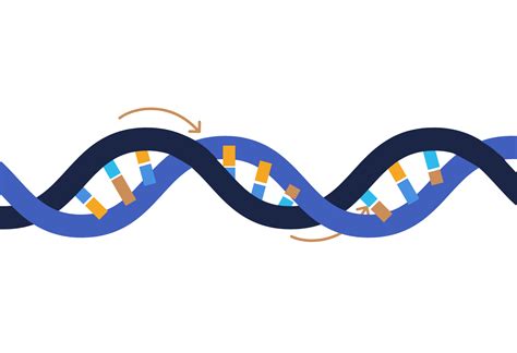 La Replicación del ADN El Blog de Genotipia