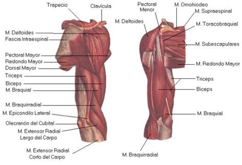Cuantos Musculos Tiene El Brazo