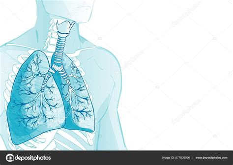 Pulmones Vectoriales Alvéolos Sistema Respiratorio Humano Alvéolos