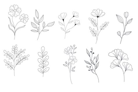 Colección de arte lineal de hojas y flores Vector Premium