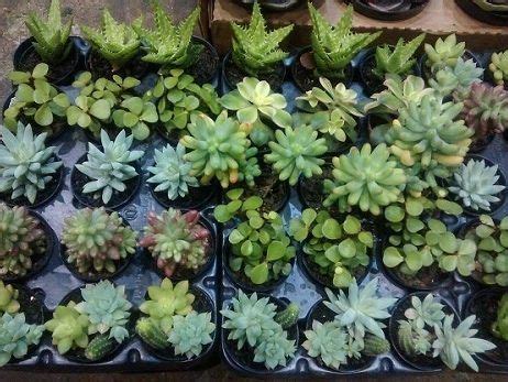 Suculentas Ideias E Dicas De Como Cuidar E Montar O Seu Jardim