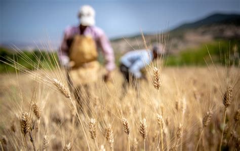 The Benefits Of Crop Rotation And Diversity U S Farmers Ranchers