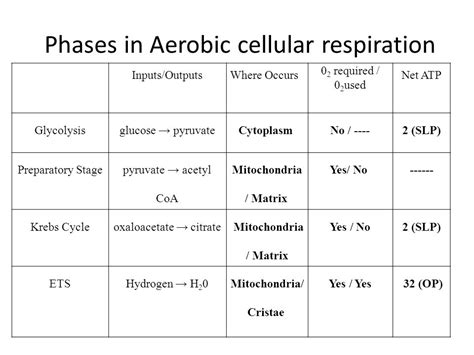 Inputs And Outputs Of Citric Acid Cycle