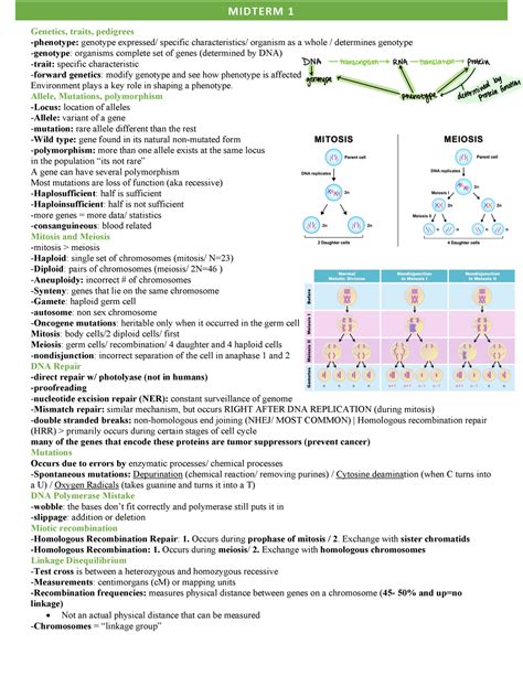 Midterm 1 Cheat Sheet MIDTERM 1 Genetics Traits Pedigrees