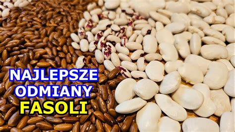 Oto NAJLEPSZE ODMIANY Fasoli Fasola jakie odmiany wybrać Uprawa