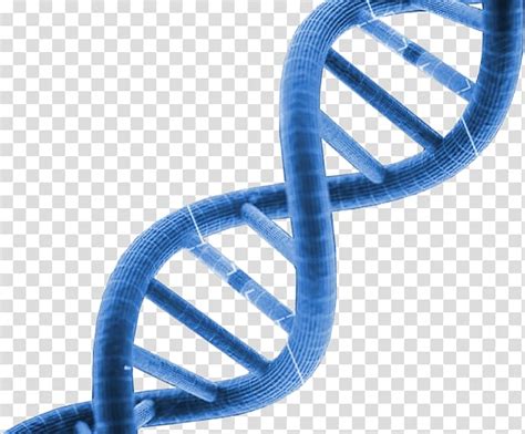Dna Transparent Background Png Clipart Hiclipart