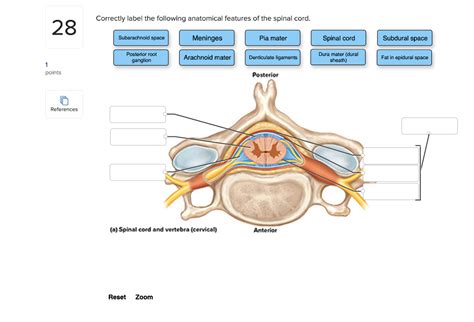 Solved Correctly Label The Following Anatomical Features Of Chegg