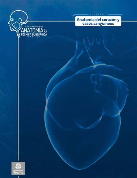 Anatomía del corazón y vasos sanguíneos DocumentosMedicina uDocz