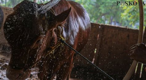 Permintaan Hewan Qurban Meningkat Jelang Idul Adha Di Jakarta Poskota