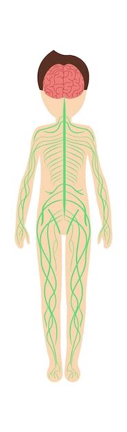 Anatomie Du Système Nerveux Garçon Illustration Vectorielle Vecteur