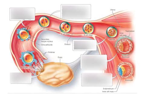 Anatomy Foundations Diagram Quizlet