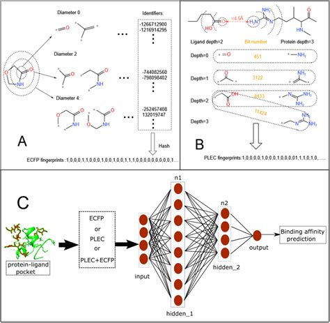 neural networks prediction of the protein ligand binding affinity with circular fingerprints