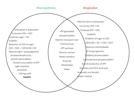 Photosynthesis And Cellular Respiration Venn Diagram
