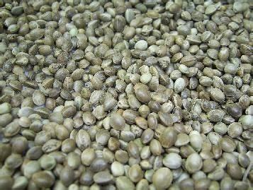 Vismania Hennepzaad Kempzaad Super Kiemend 1kg