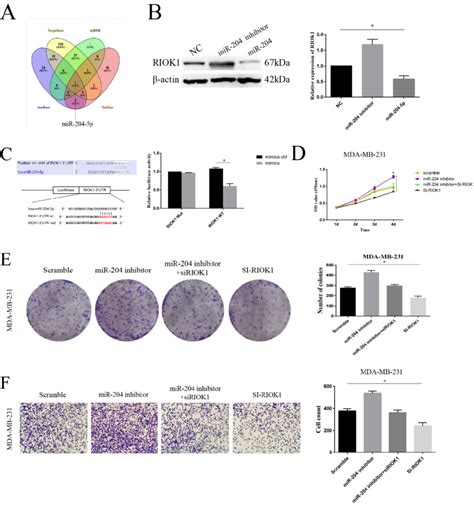 MiR 204 5p Directly Targeted On RIOK1 And Regulated The Effects Of
