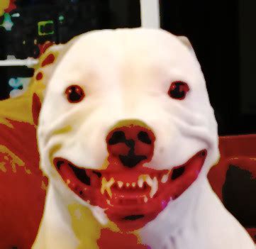 Cursed Edit Maddy The Pitbull Perro Xd Know Your Meme